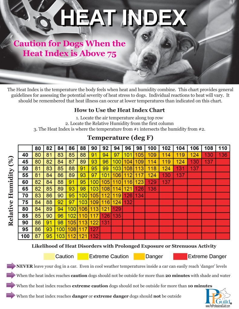 Summer Is Here - Protect Your Pets! - Pet Professional Guild