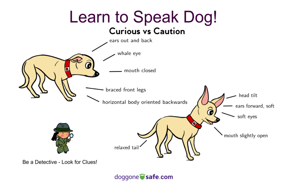 Be a Dog Detective - Curious versus Caution - Pet Professional Guild