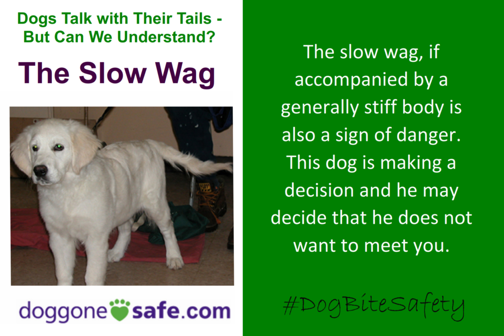 Dogs Talk With Their Tails - The Slow Wag - Pet Professional Guild