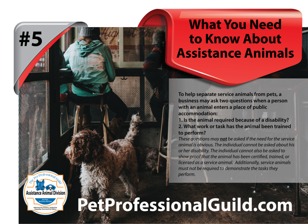 When is it Okay to Touch an Assistance Animal? - Pet Professional Guild