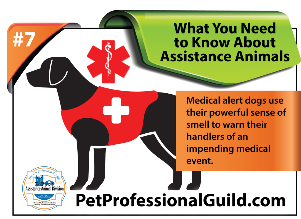 When You See Service Dogs with Their Handlers in Public, Remember These ...