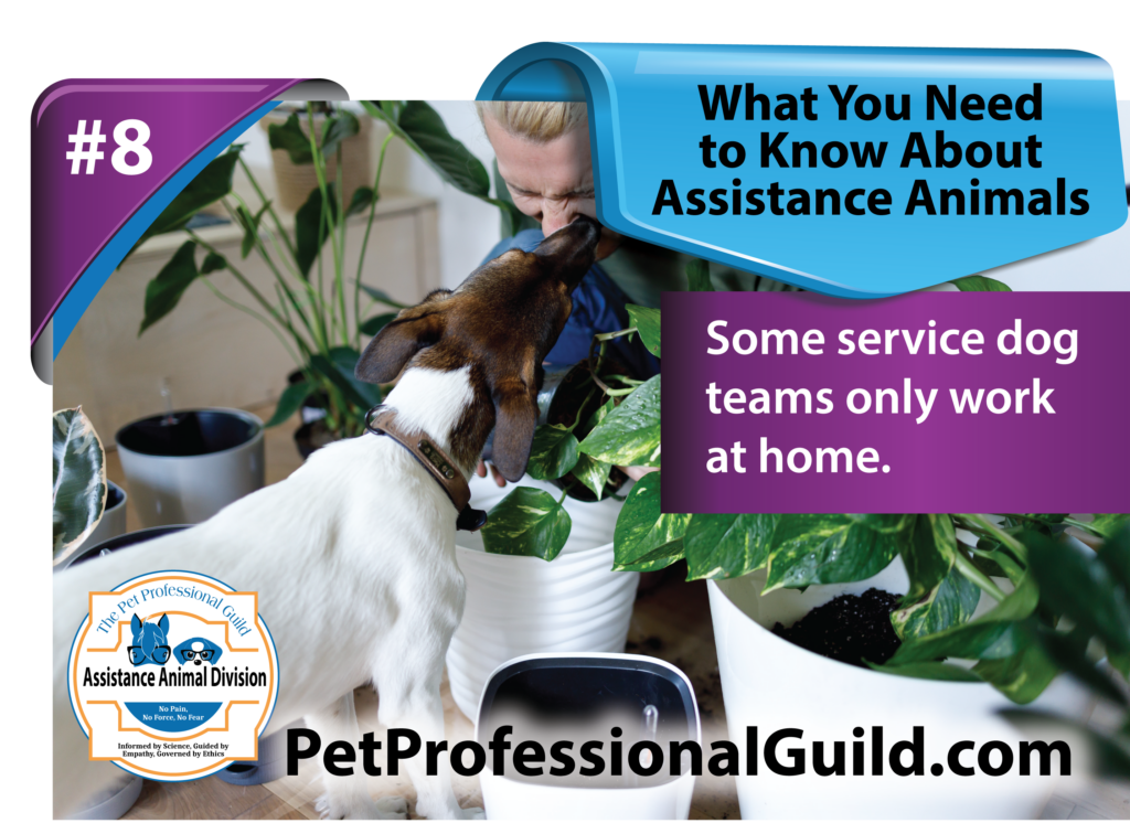 Perceptions of Assistance and Service Dogs by the General Public - Pet ...