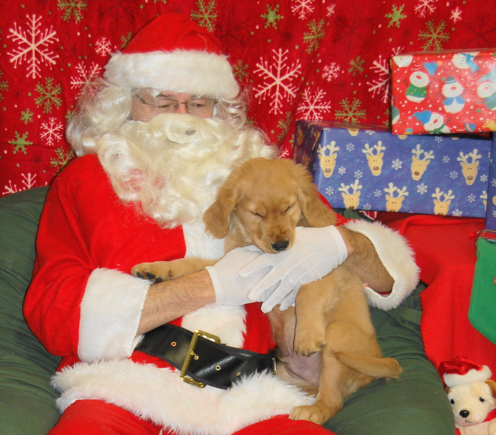 Opinion: Puppies Are Poor Christmas Gifts - Pet Professional Guild