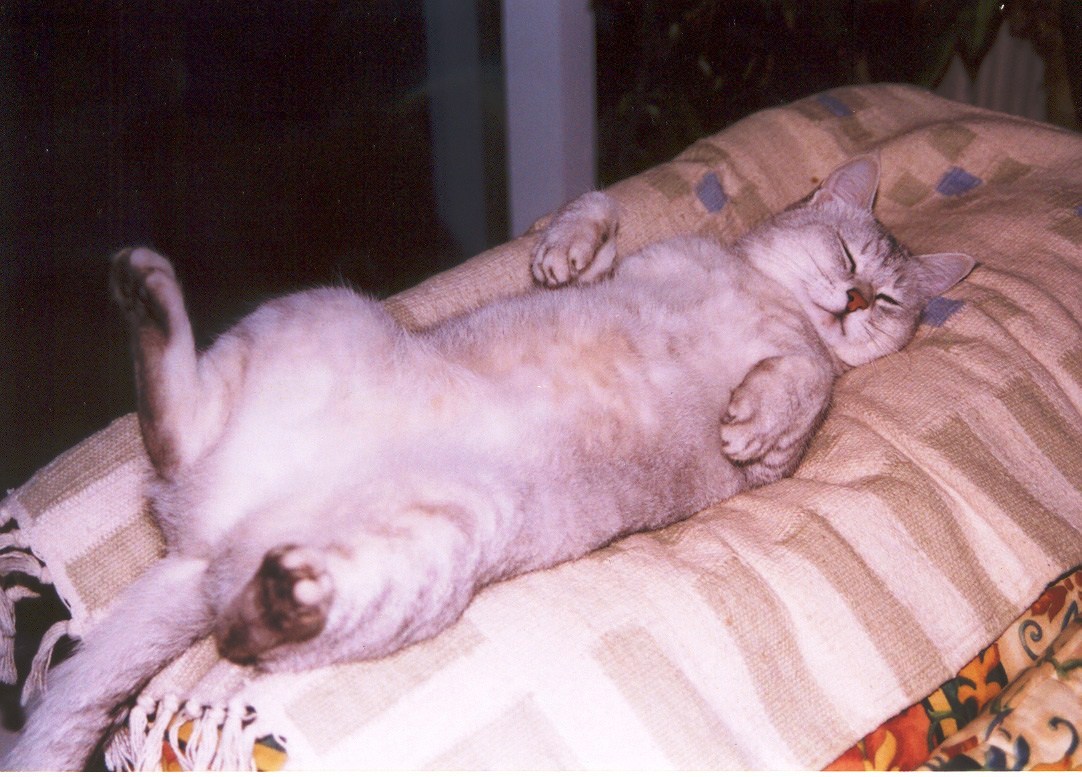 Are Cats Just Like Us? - Pet Professional Guild