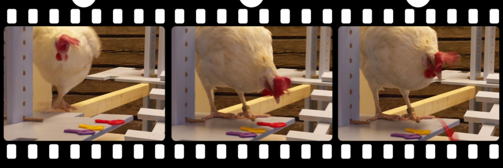 How to Become a Better Animal Trainer - Pet Professional Guild