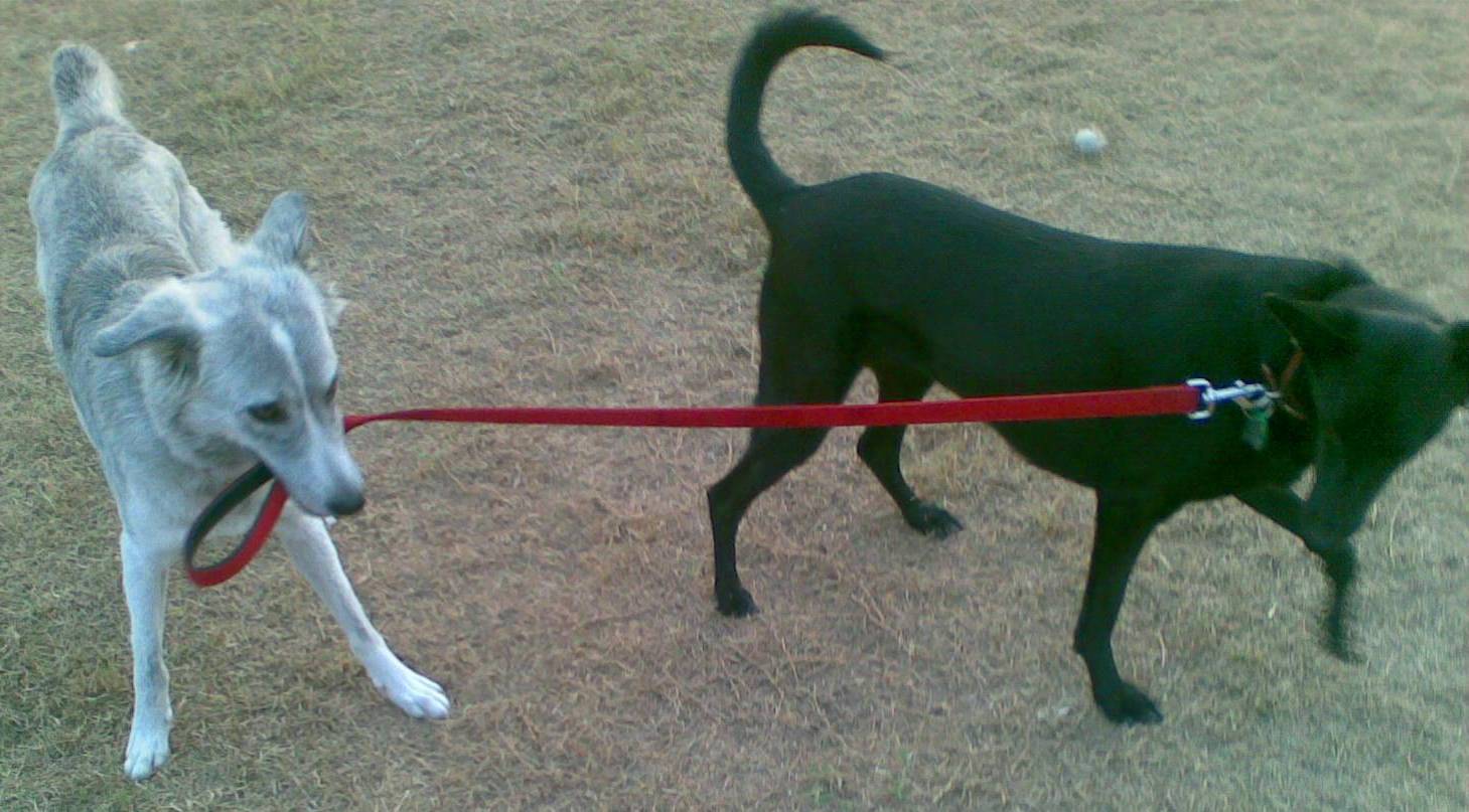 Can you FIX my dog? - Pet Professional Guild