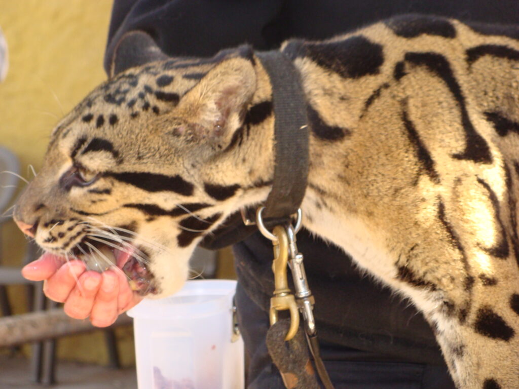 Progressive Zoos Never Use Aversive Punishment — Should You? - Pet ...