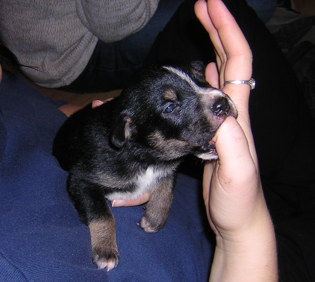 Puppy Biting: Learning the Rules - Pet Professional Guild
