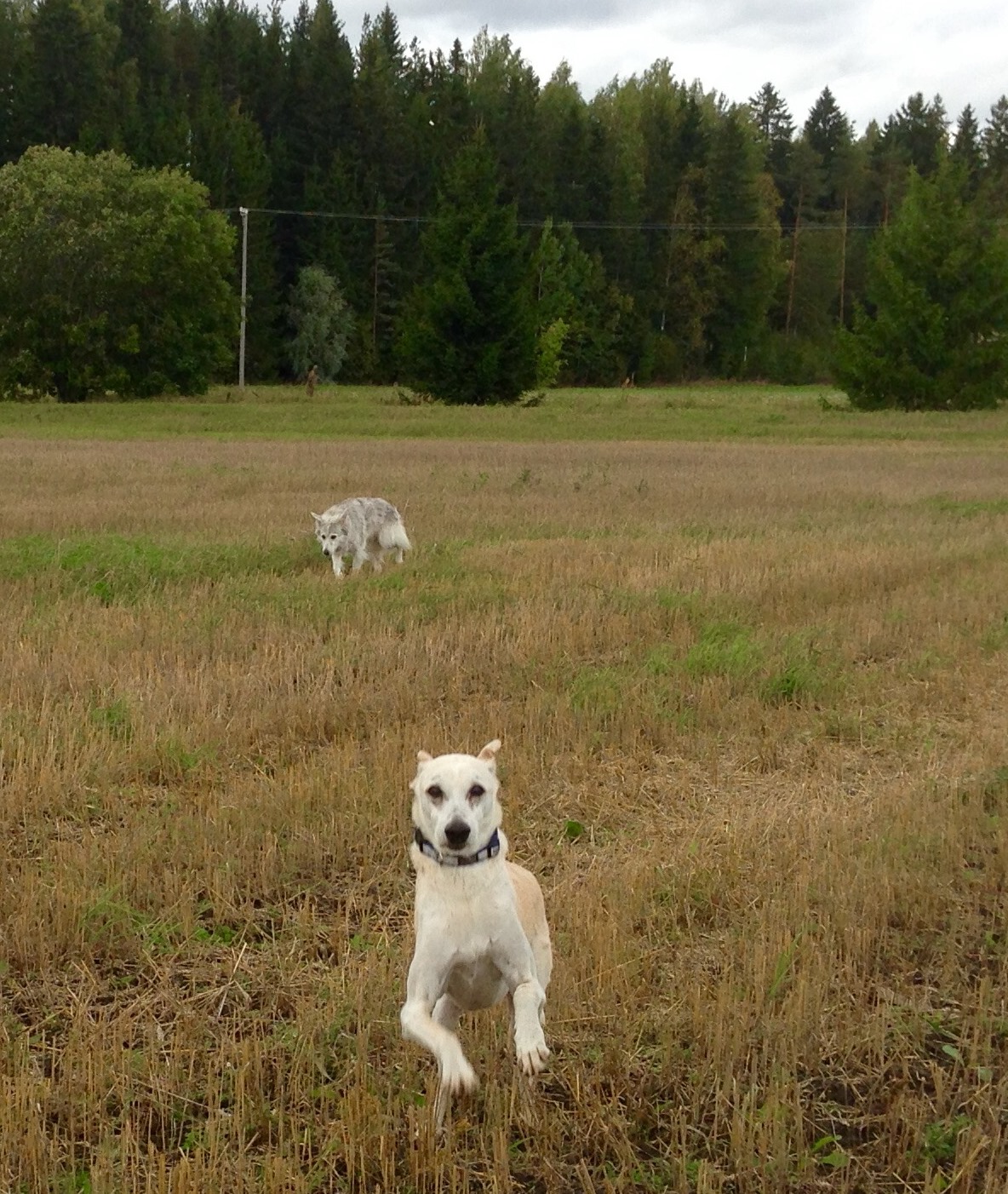 Spice Up Your Walks! - Pet Professional Guild