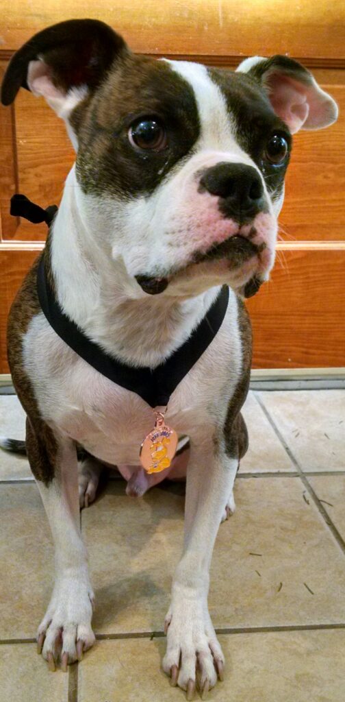 Pet Professional Guild Raises the Stakes in Virtual Competition - Pet ...