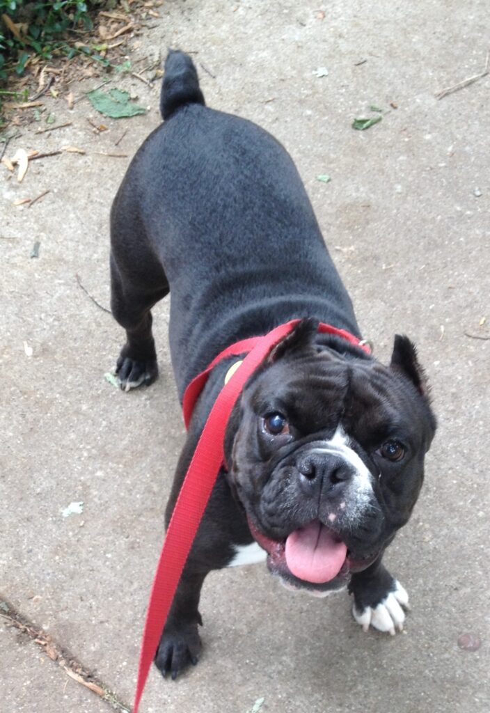 Hello, May I Have Your Attention? - Pet Professional Guild