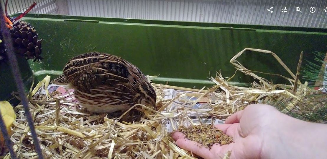 Reinforcing Foraging - Pet Professional Guild