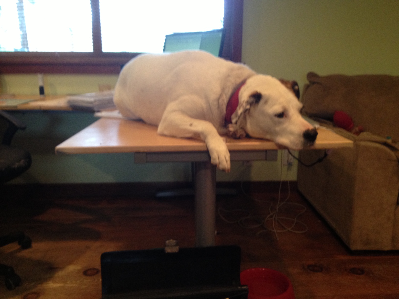 "Naughty" Dog Or Normal Dog? - Pet Professional Guild