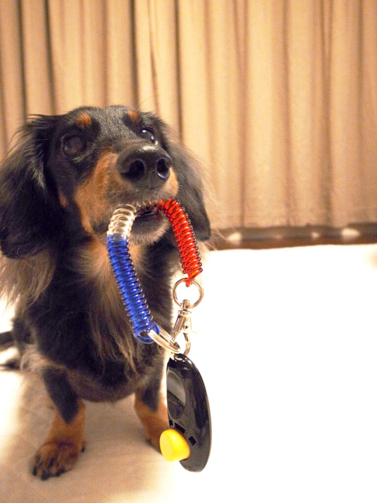 Empowerment for a Better Quality of Life - Pet Professional Guild