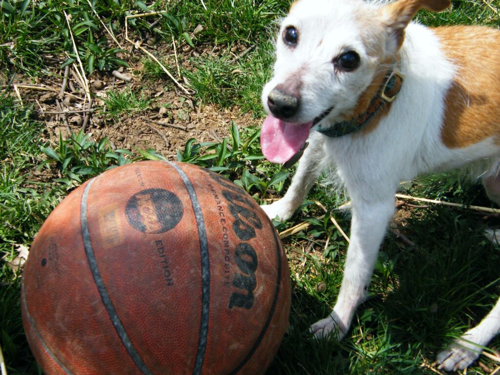 Life Is a Numbers Game - Pet Professional Guild