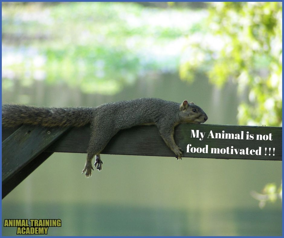My Animal Is Not Food Motivated – AT ALL! [Your 9-point motivational ...