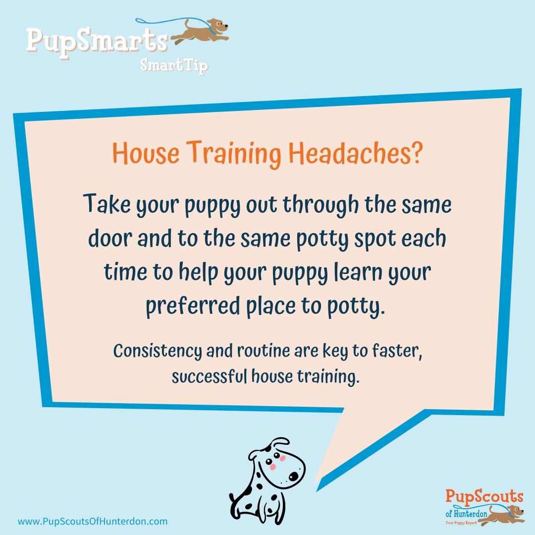 House Training 101: Tips and Tricks for a Mess-Free Home with Your New ...
