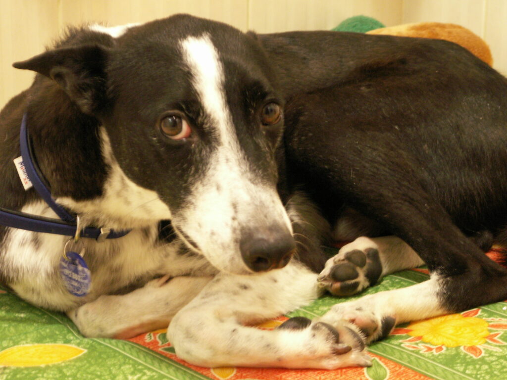 Body Language - Your Dog's Native Tongue - Pet Professional Guild