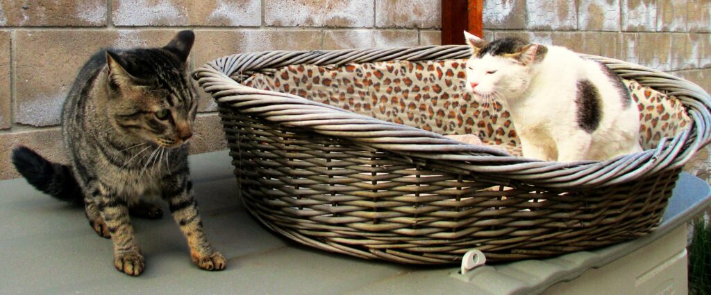 Cats in Conflict - Pet Professional Guild