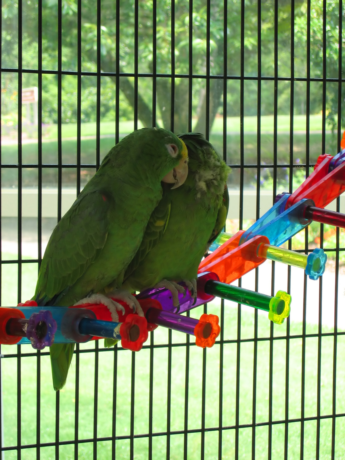 Successful Cage Set-Ups - Pet Professional Guild