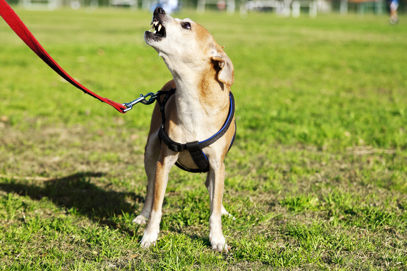 The Art, Science and Ethics of Using Decoy Dogs - Pet Professional Guild