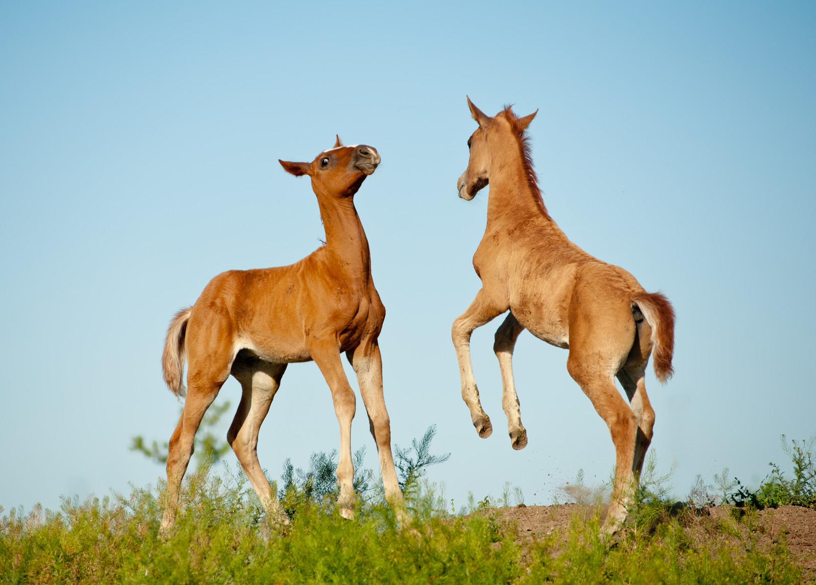 The Equine Play System - Pet Professional Guild