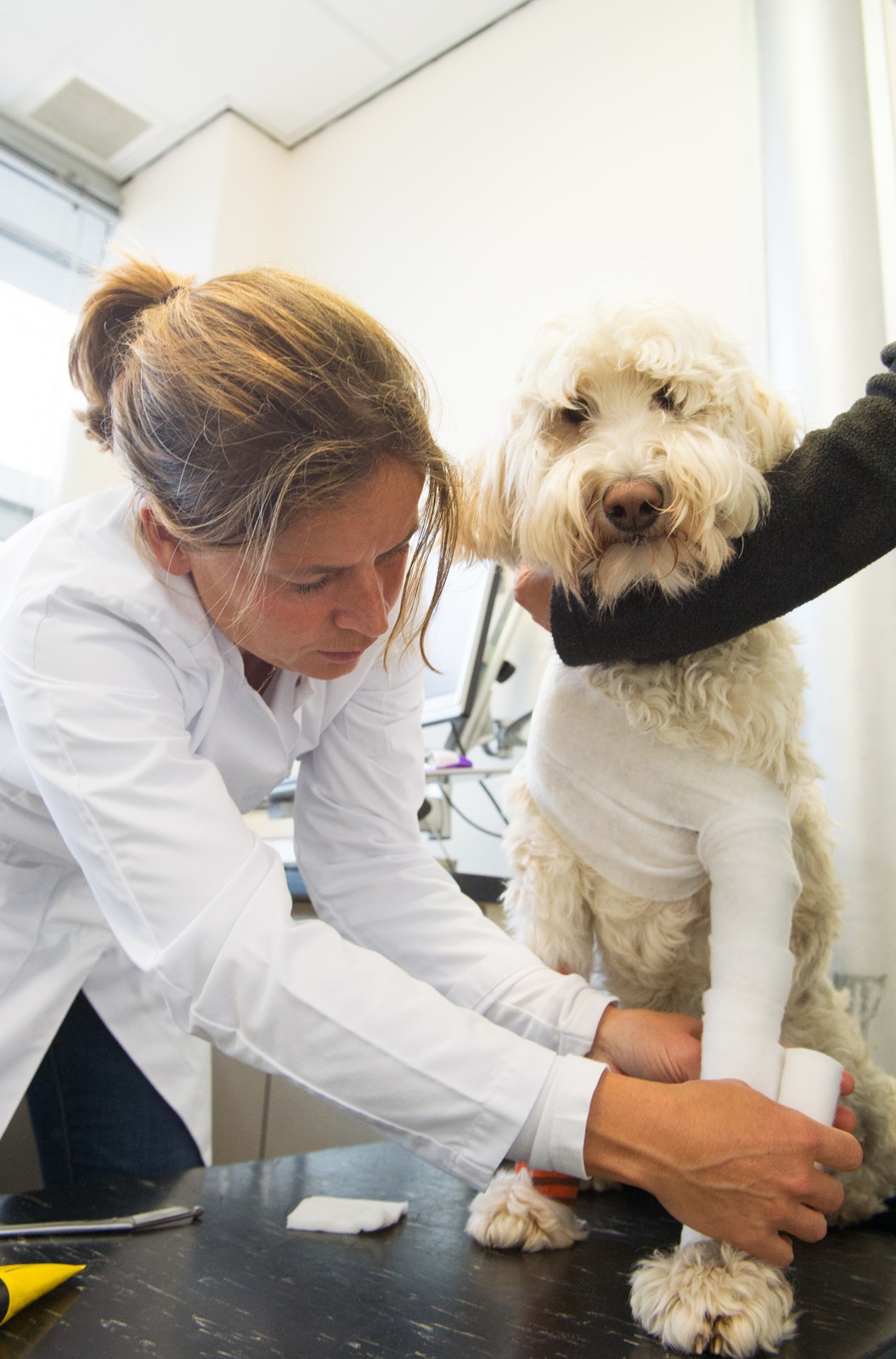 Practice Makes Perfect - Pet Professional Guild