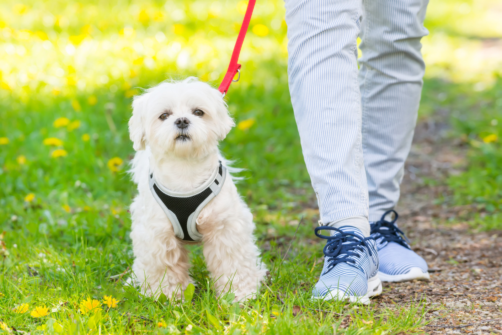 The Neurological Benefits of Counter Conditioning Leash Reactive Dogs ...