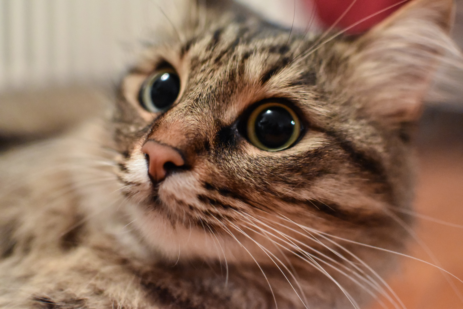 Reading Cats’ Minds - Pet Professional Guild