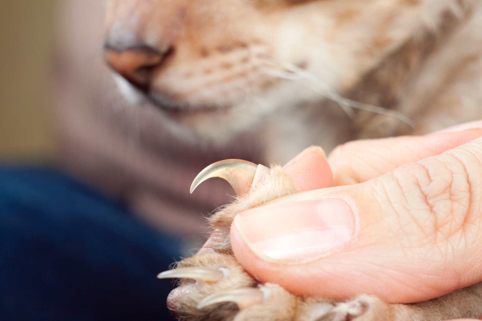 The Effects of Declawing - Pet Professional Guild