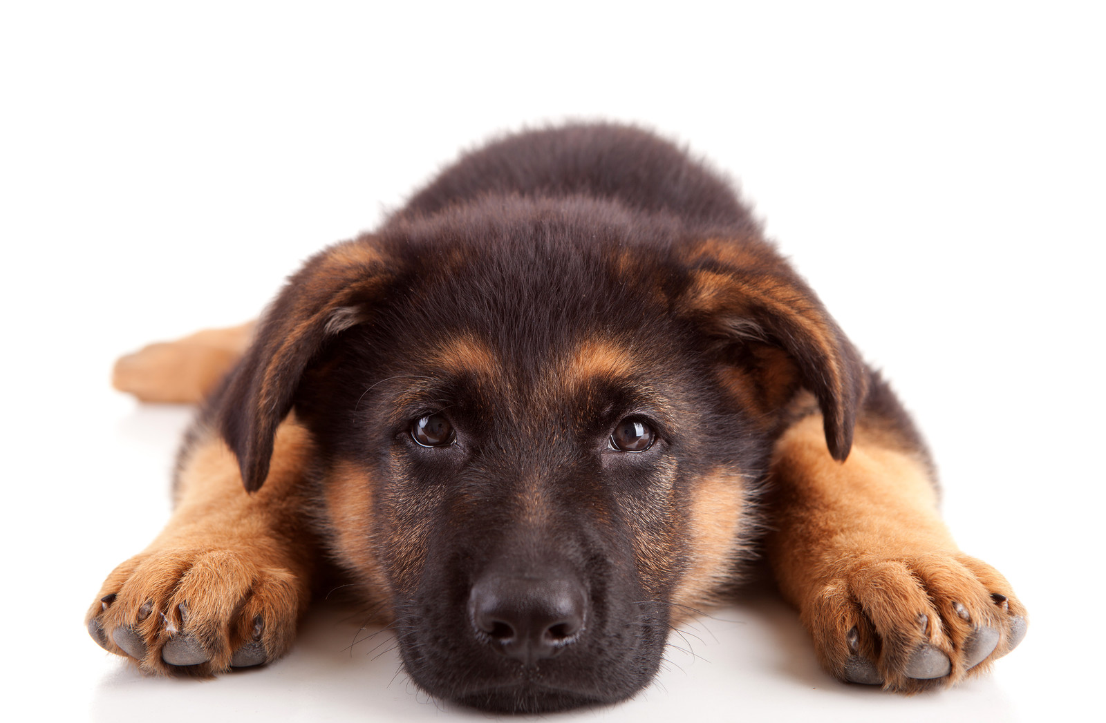 Multinational Canine Behaviour Modification - Pet Professional Guild