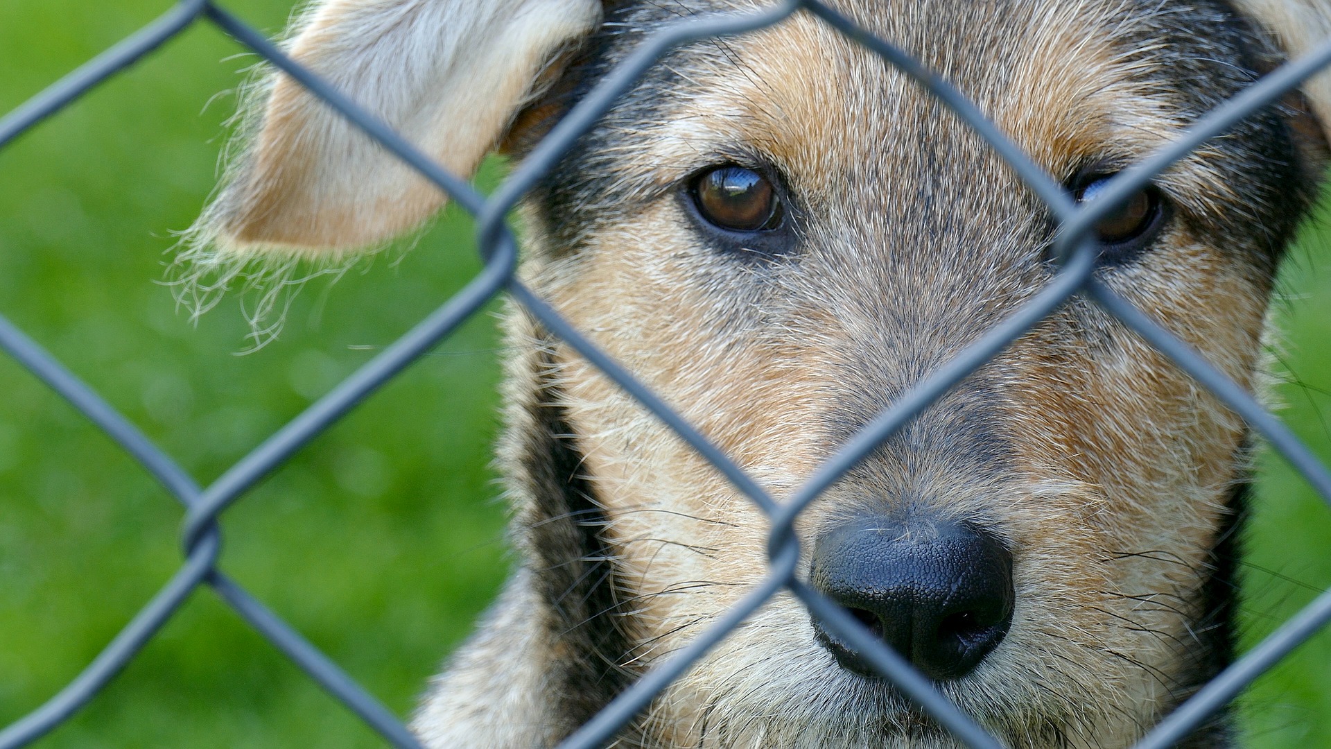 What Makes a Pet Fence Humane? - Pet Professional Guild