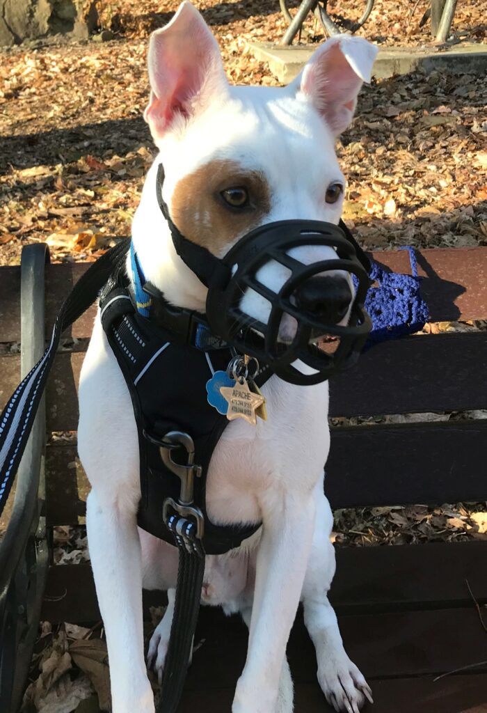 Muzzles Schmuzzles...Not "Just Another Piece of Kit!" - Pet ...