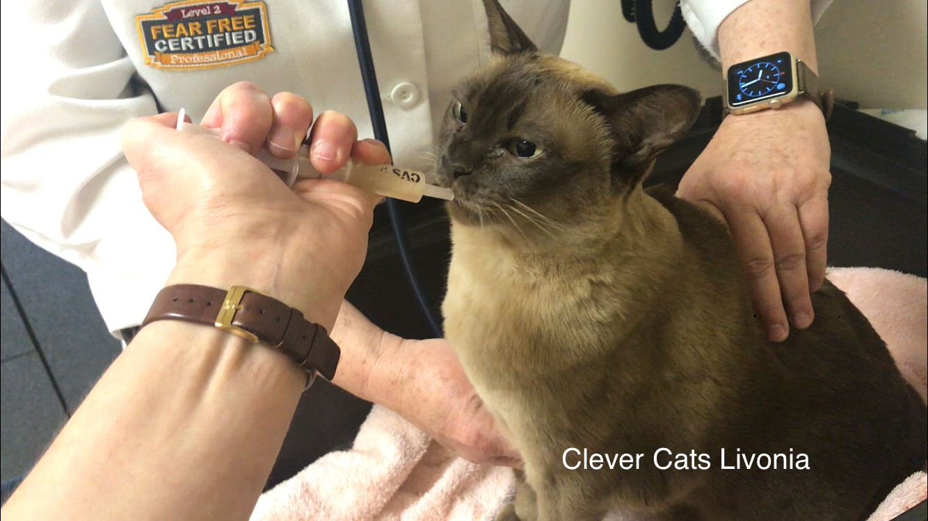 Fear Free™ Vet Visits: A Feline Behavior and Training Specialist’s ...