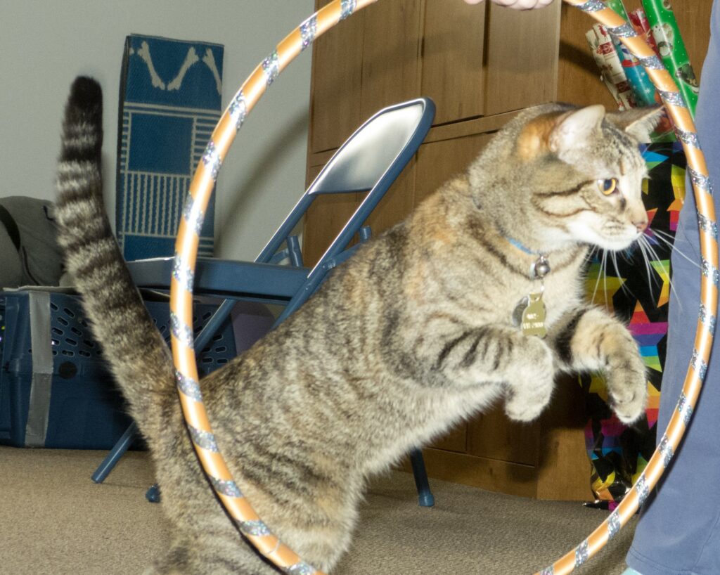 Looking for a Fun Way to Enrich the Life of Your Cat? Give Agility a ...