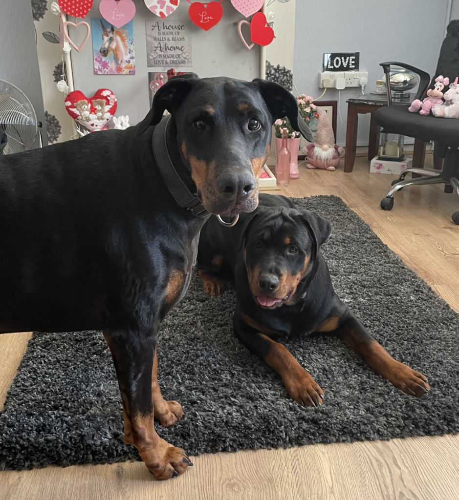 Meet Force-Free Puppy Trainer Colin Spence - Pet Professional Guild