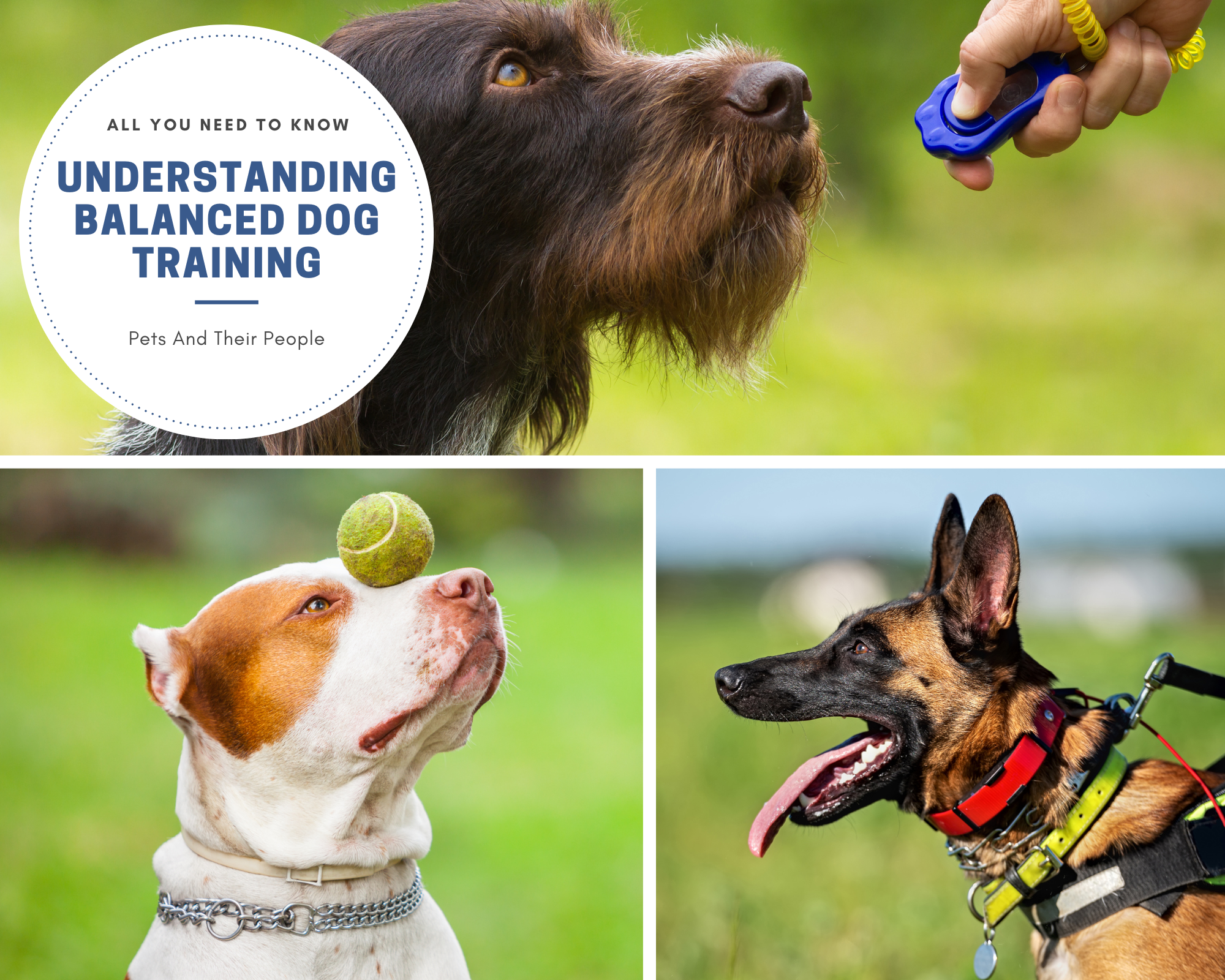 Why is "Balanced" Dog Training Controversial? - Pet Professional Guild